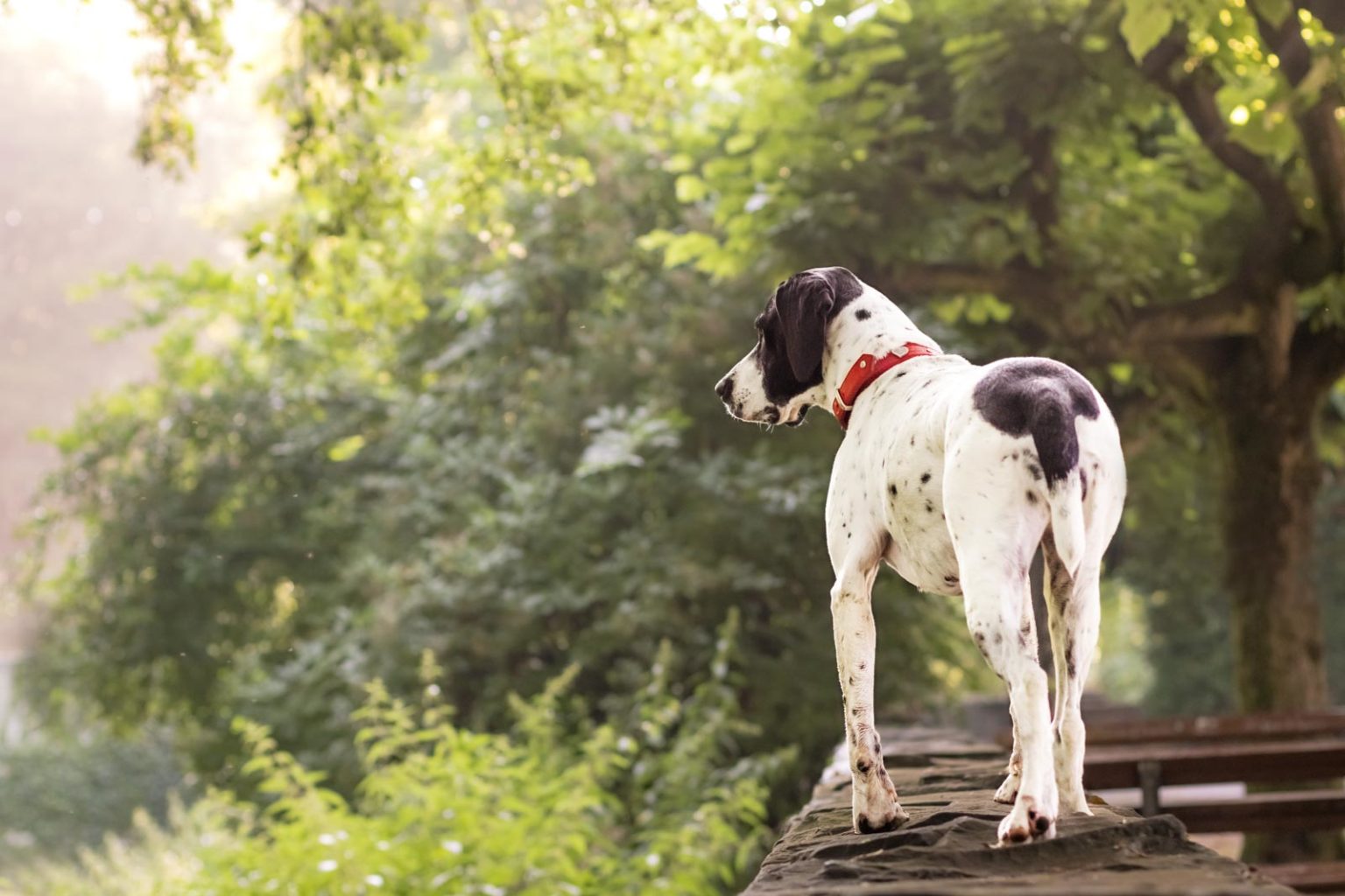 Bonnie - Fellnase des Monats Juni - Rebecca Lenz Fotografie